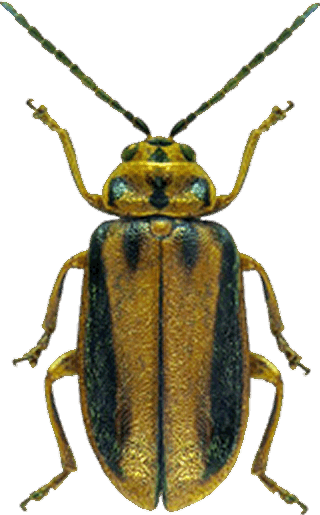 Grain Weevil: Identification, Life Cycle, Damage, Treatment, FAQs