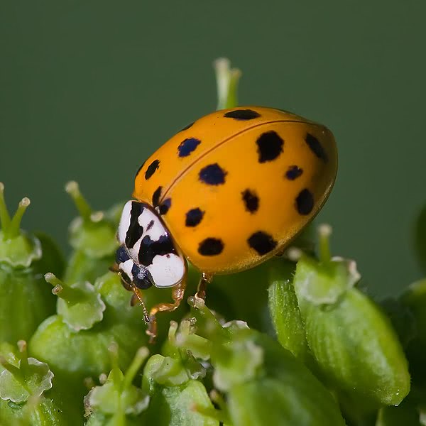 Asian Lady Beetle: Identification, Life Cycle, Damage, Treatment, FAQs