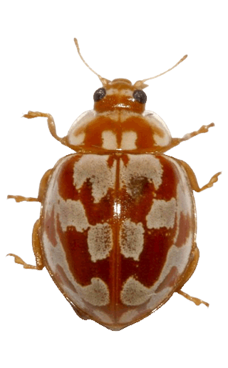 Eighteen-Spotted Ladybird: Identification, Life Cycle, FAQs