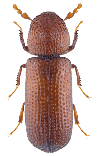 Root Borer Beetle: Identification, Life Cycle, Damage, Treatment, FAQs