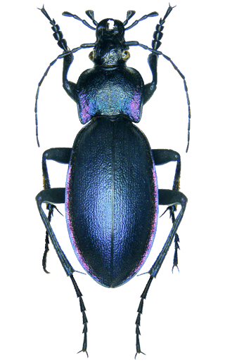 Violet Ground Beetle: Identification, Life Cycle, Damage, FAQs
