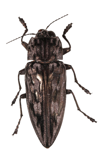 Metallic Wood-Boring Beetle: Identification, Life Cycle, Damage ...