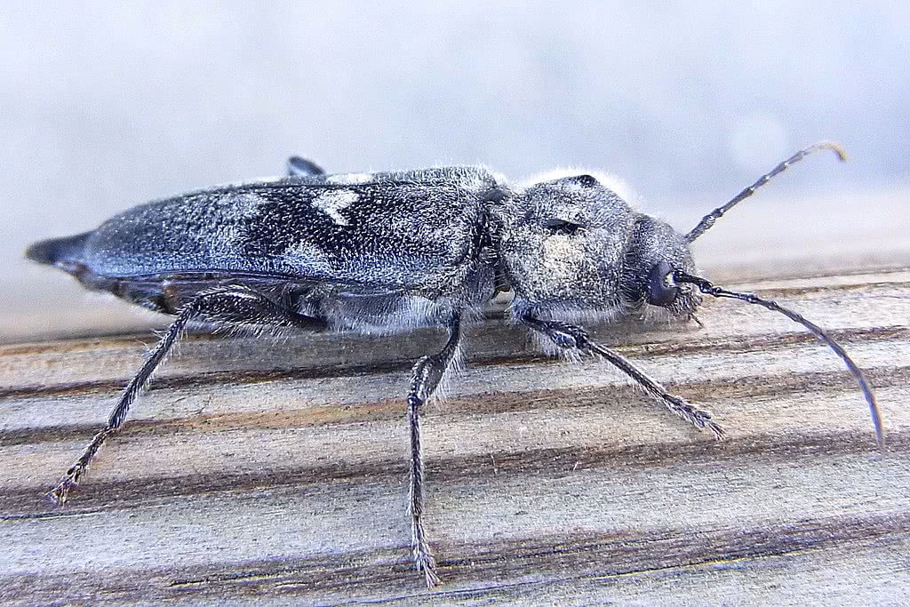 Old House Borer: Identification, Life Cycle, Damage, Treatment, FAQs