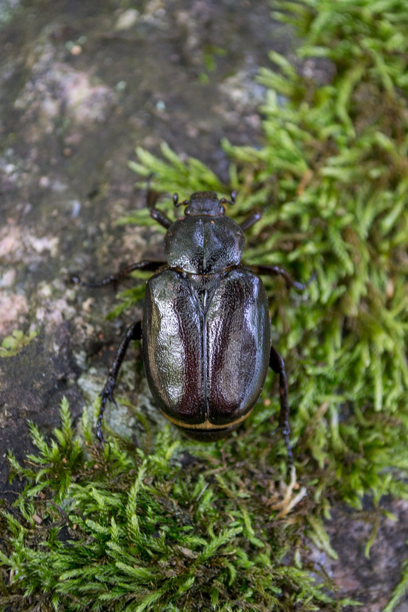 Hermit Beetle: Identification, Life Cycle, Damage, FAQs