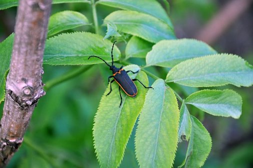 Valley Elderberry Longhorn Beetle: Identification, Life Cycle, Damage ...