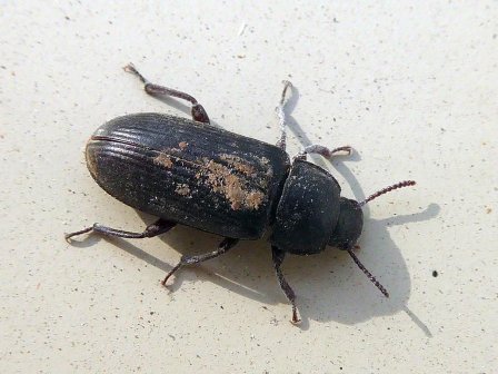 Mealworms Beetle: Identification, Life Cycle, Damage, Treatment, FAQs