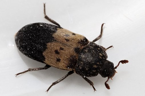Larder Beetle: Identification, Life Cycle, Damage, Treatment, FAQs