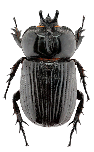 Triceratops Beetle: Identification, Life Cycle, Damage, Treatment, FAQs