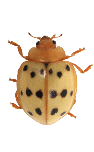 Exploring the Fascinating World of Beetles