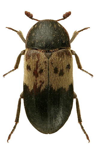 Exploring the Fascinating World of Beetles