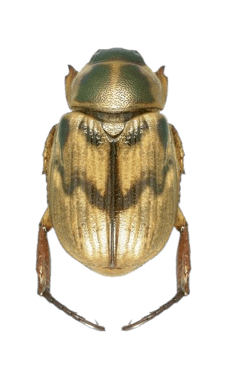 Exploring the Fascinating World of Beetles