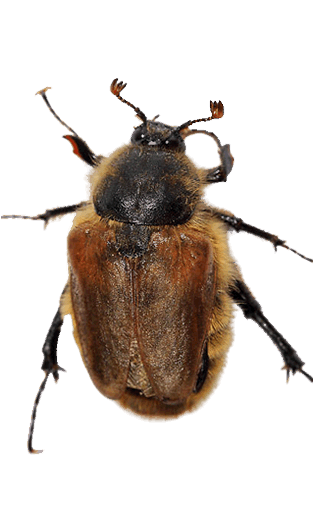 Bumblebee Scarab Beetle: Identification, Life Cycle, Damage, Treatment ...