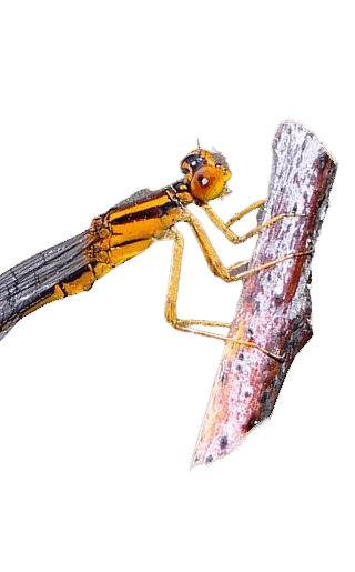 Orange and Black Beetle: Identification, Life Cycle, Damage, Treatment ...