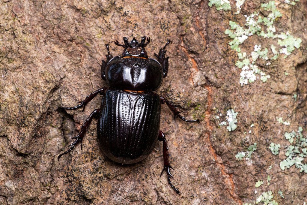 Triceratops Beetle: Identification, Life Cycle, Damage, Treatment, FAQs