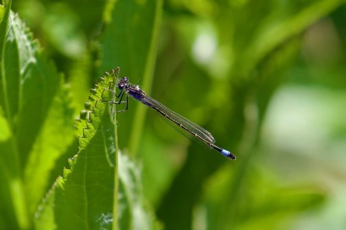 Blue-Tailed Damselfly: Identification, Life Cycle, FAQs