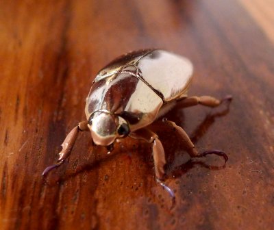 Gold Scarab Beetle: Identification, Life Cycle, Damage, Treatment, FAQs