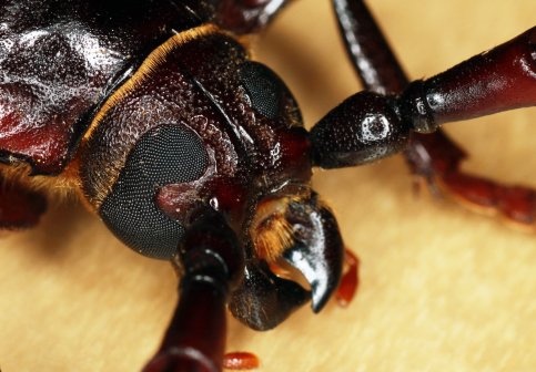 Root Borer Beetle: Identification, Life Cycle, Damage, Treatment, FAQs